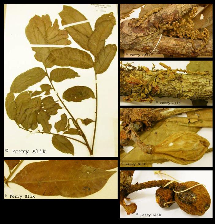 Biologi: Herbarium