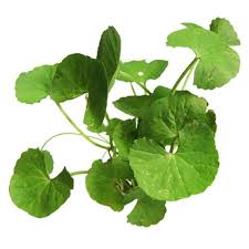 botanikafriends: Pegaga