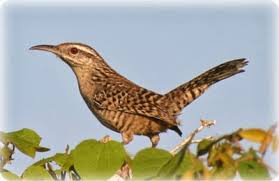 EL BLOG DE MILY: ANIMALES ENDÉMICOS EN PELIGRO DE EXTINCION