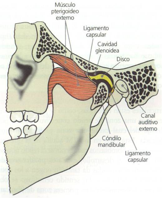 Embryology Today: Complejo articular temporomandibular