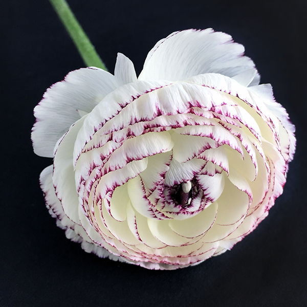 Through My Lens : Ranunculus | rolala loves