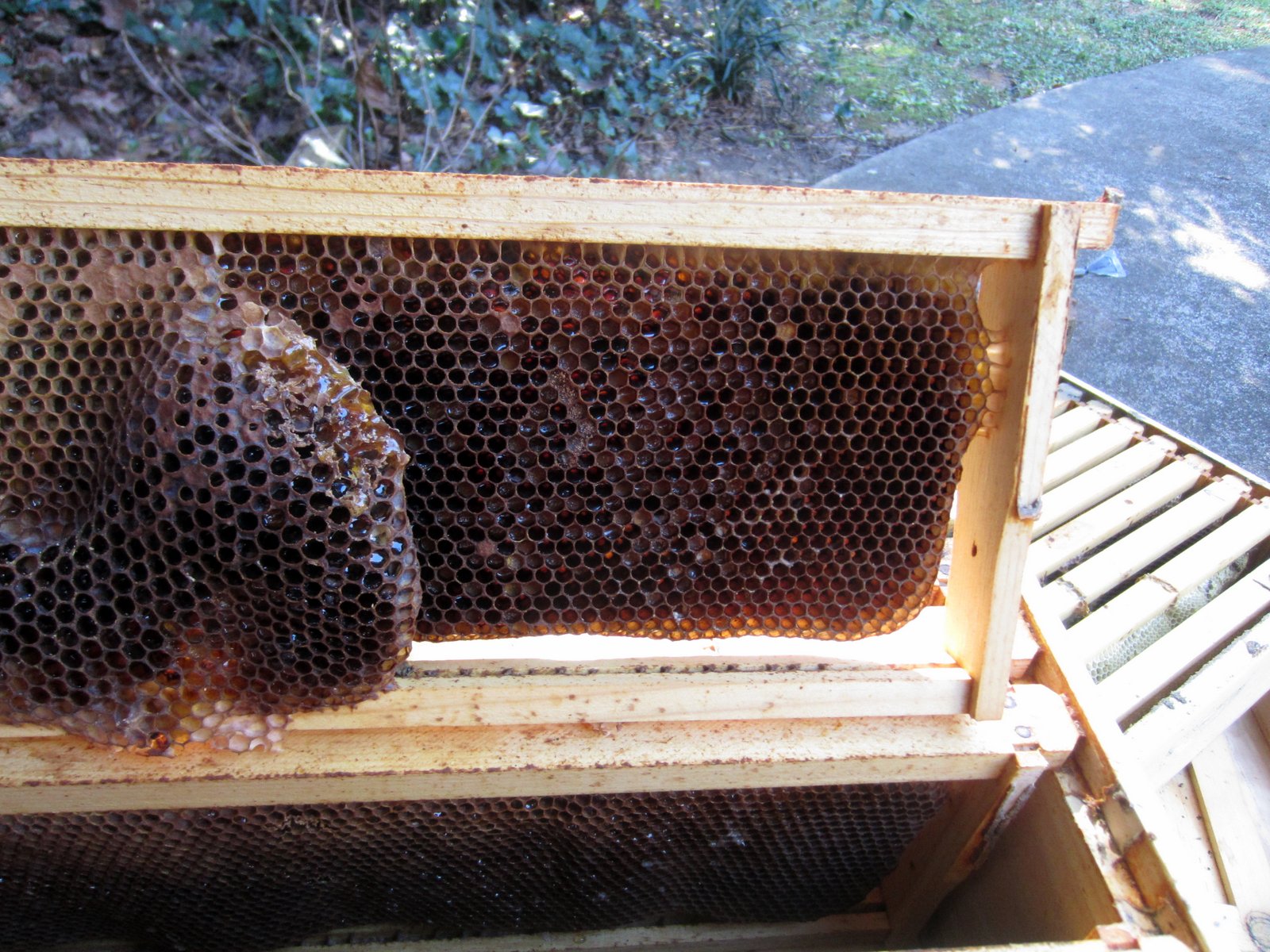Linda's Bees: Conclusions about the Dead Hive in my Beeyard