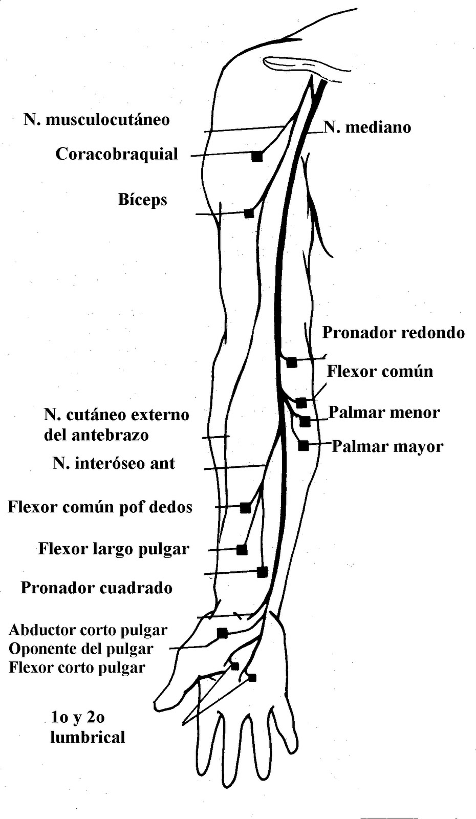 Contenido de Anatomía Humana: Inervación motora del nervio mediano