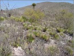 BIOLOGIA: tipos de vegetacion de orizaba