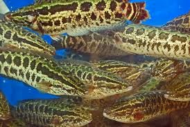 pet fish: African Snakehead fish is beautiful