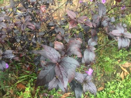 Aerva sanguinolenta | Pustaka Flora | Database Tanaman Landscape