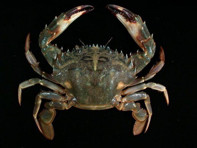 Fantastic Sea: Jenis Jenis Kepiting yang Ada Didasar Laut Maupun Ditepi ...