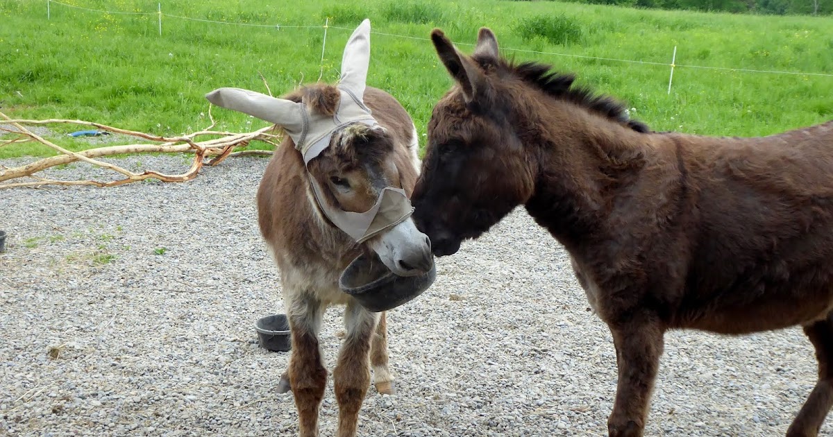 The Dancing Donkey: The Right Toy