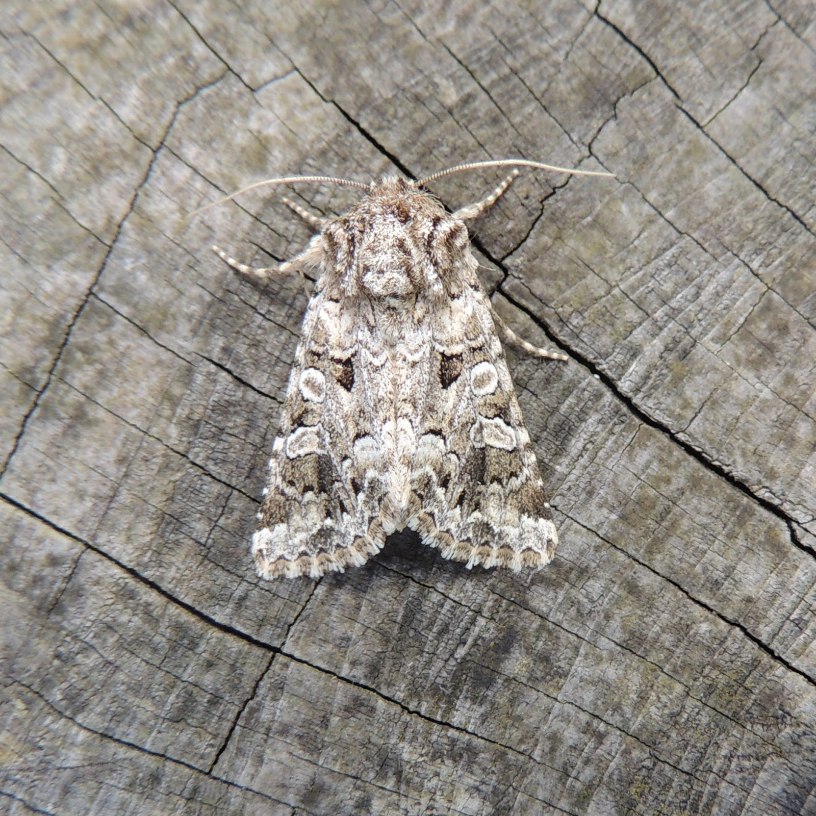 Plovers Blog: Moths & Butterflies