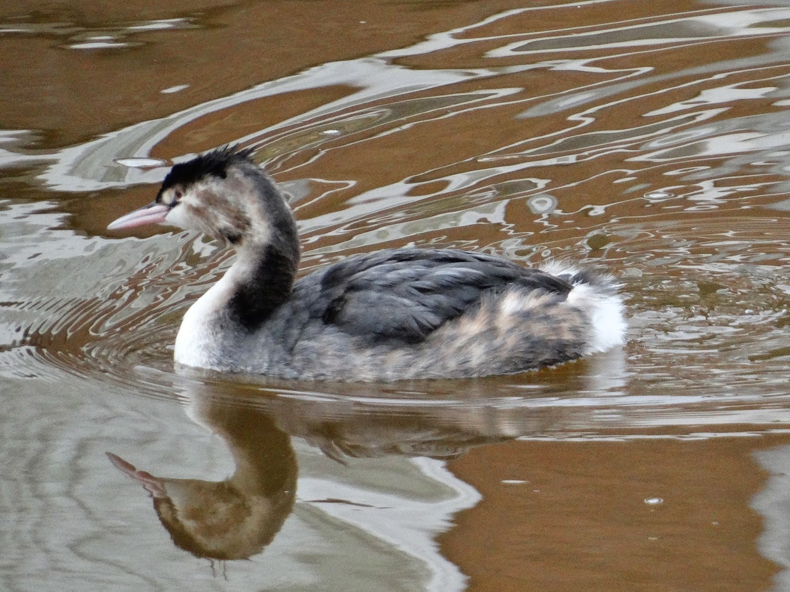 oog voor de natuur: Fuut, in winterkleed
