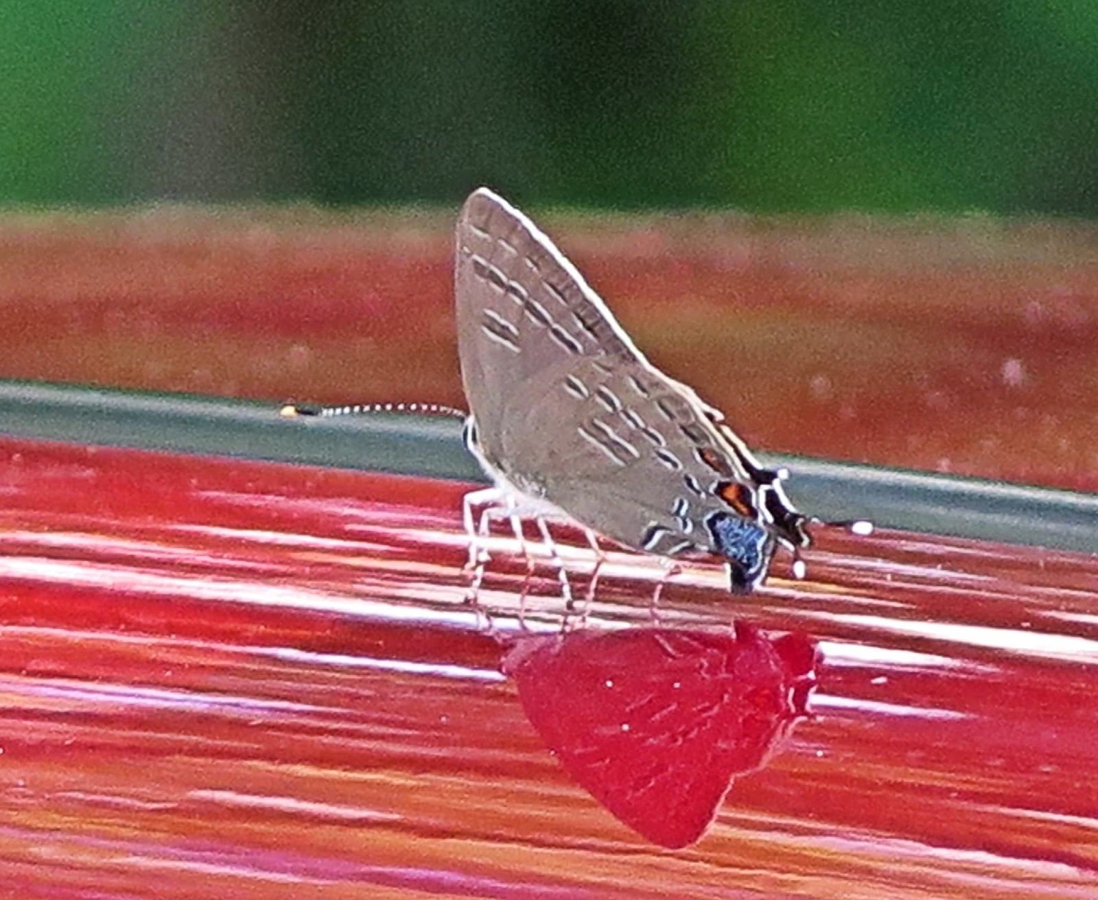 'Burg Birder: More July Insects