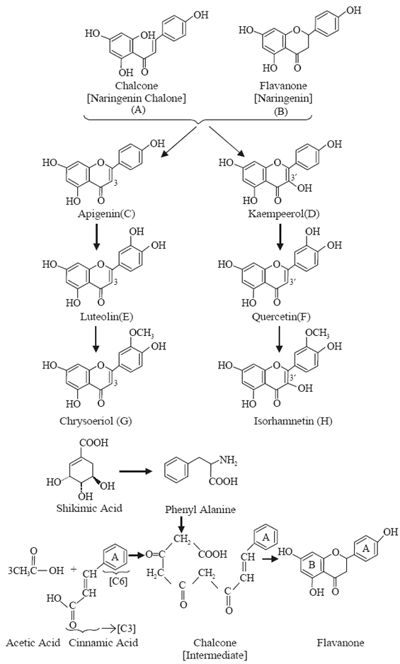 Biosynthesis of Coumarin and Furanocoumarin Glycosides