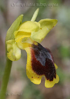 Colombianidad Décimo