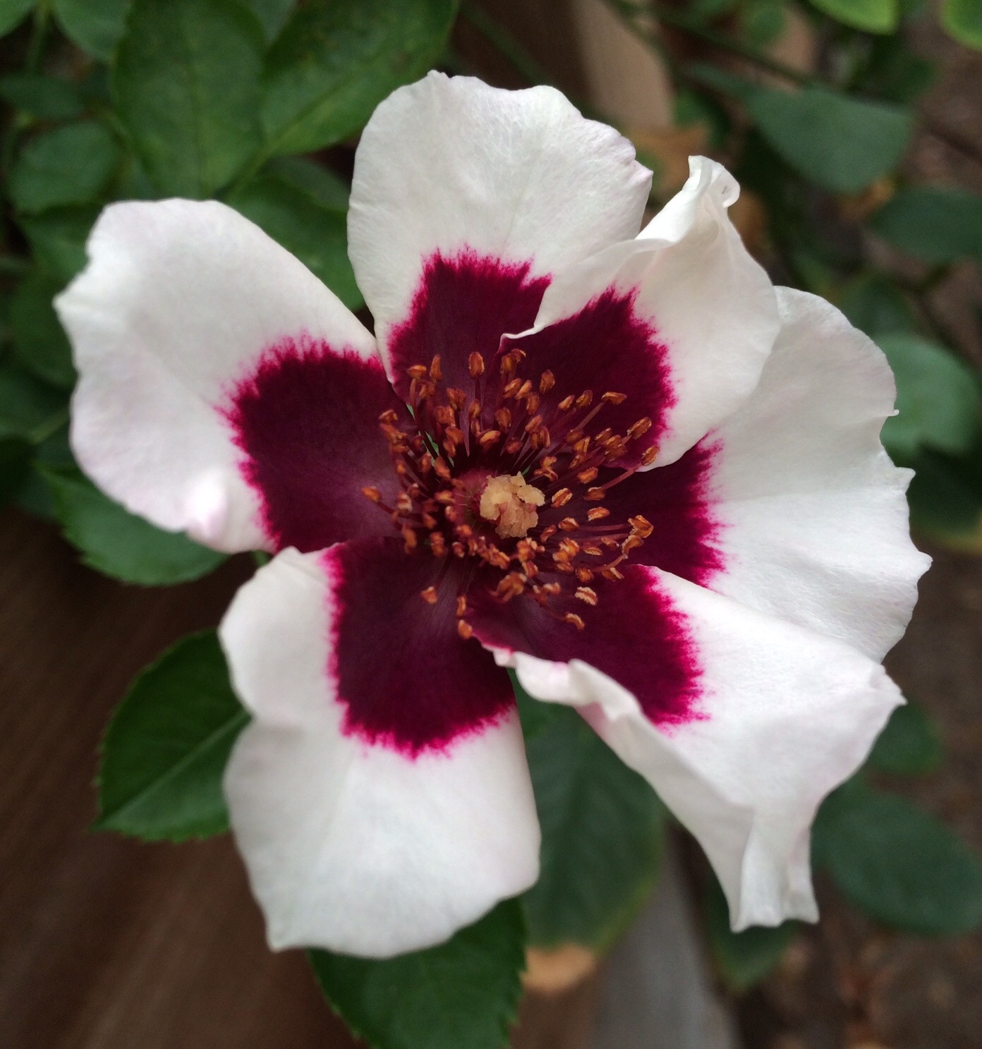 Rose Hybridizing: Late 2015 Hulthemia Blooms