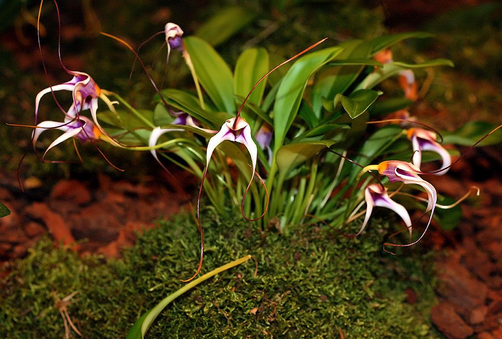 Masdevallia gilbertoi care and culture | Travaldo's blog