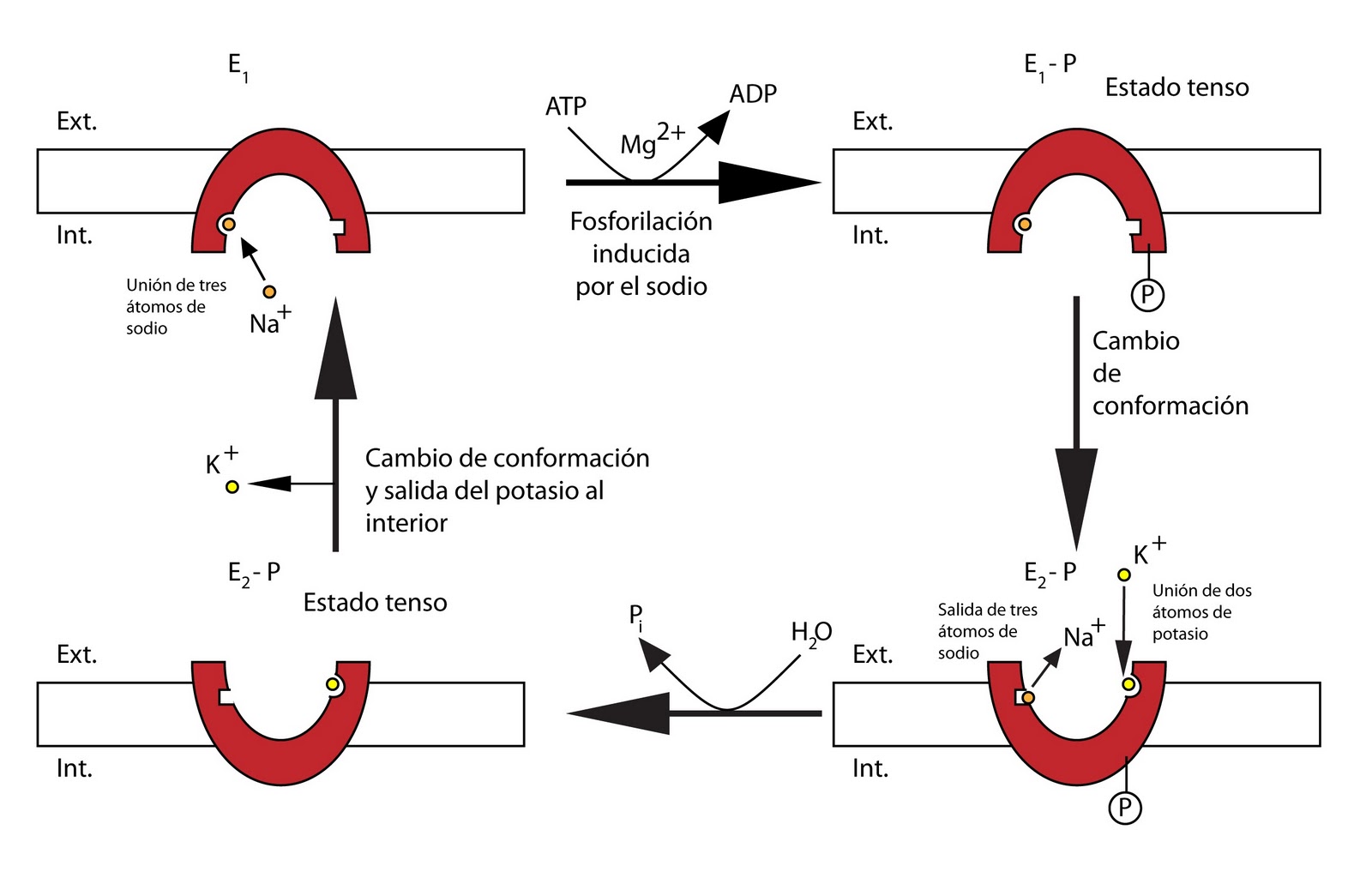 el moderno prometeo: Transporte a través de membrana