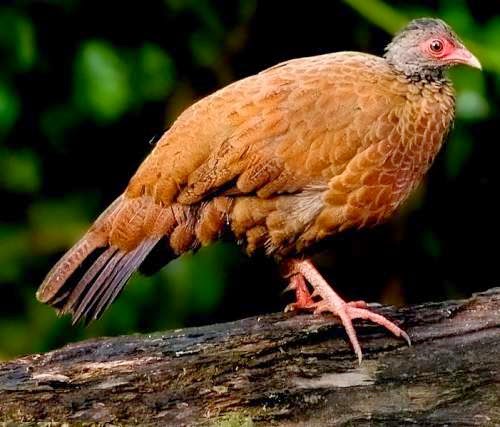 Red spurfowl | Birds of India | Bird World
