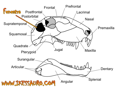 Você sabia que as fenestras são importantes para classificar os animais ...