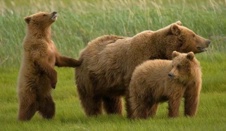 familia de osos
