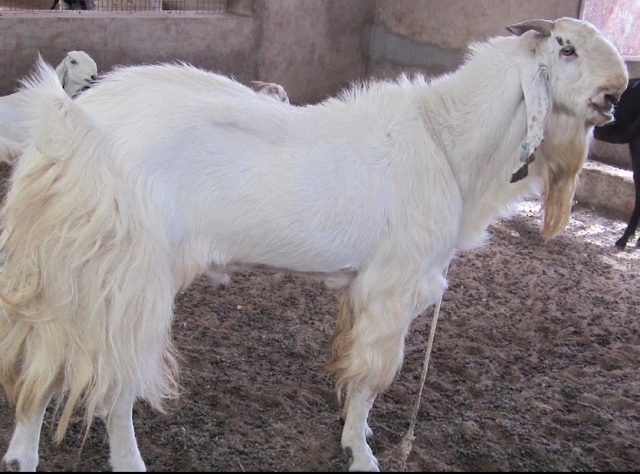 PAWAN VETERINARY CONSULTANCY: GOAT ELITE