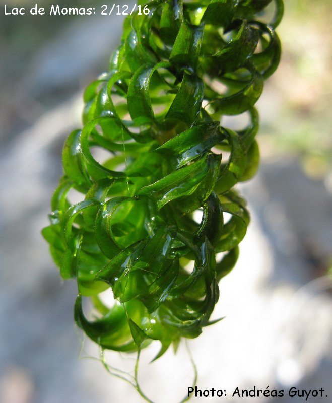 Orchidées et Papillons du Béarn. : Lagarosiphon majeur: Une espèce ...