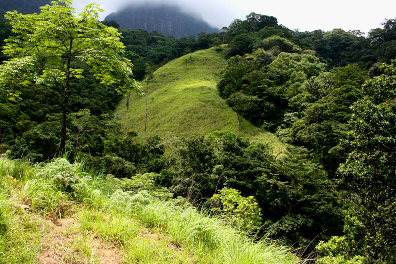 Indian Ghats and All Shade of Green Nature