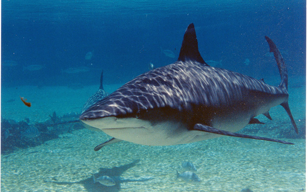 Estudo dos Animais: ANIMAIS - TUBARÃO TOURO