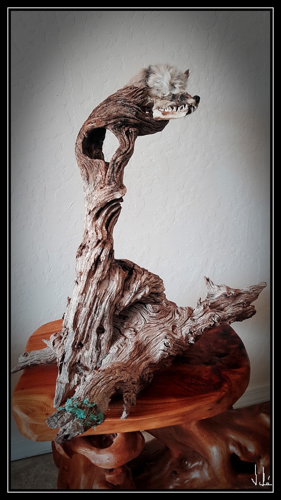 Arizona Badger (Taxidea taxus)