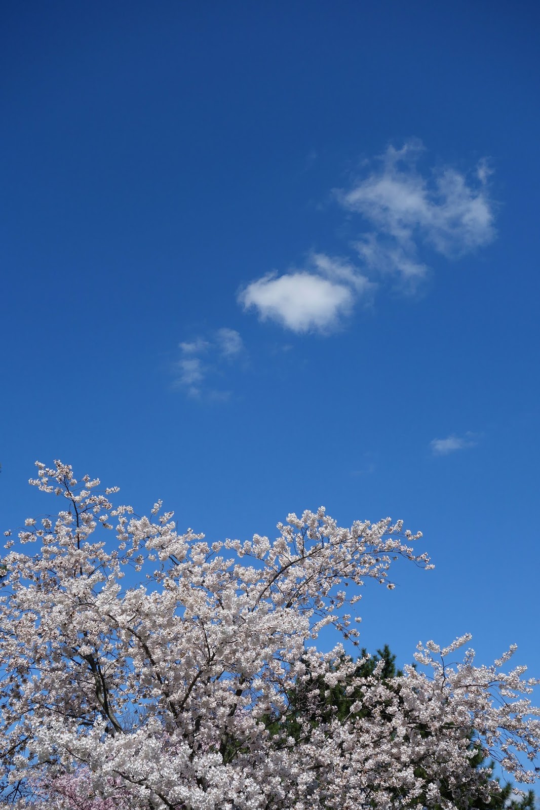 blah to TADA!: Forest Bathing Through the Seasons