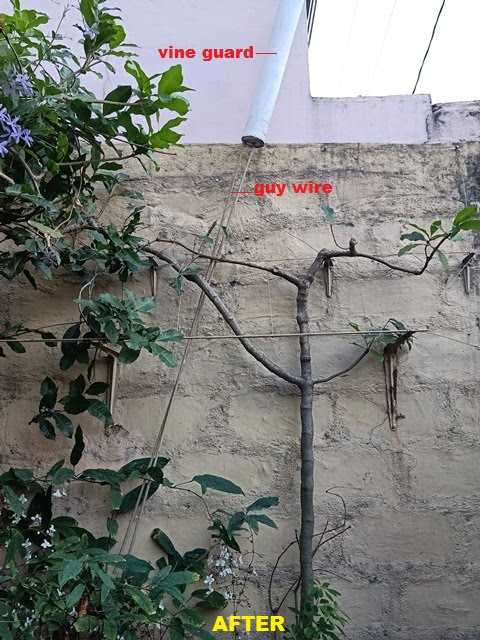 Practical Gardening: Intense Flowering of the Sandpaper Vine (Petrea ...