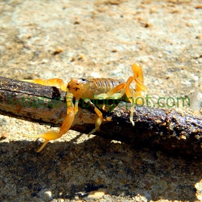 i-natura: ESCORPIÓN AMARILLO o alacrán (Bhutus occitanus)