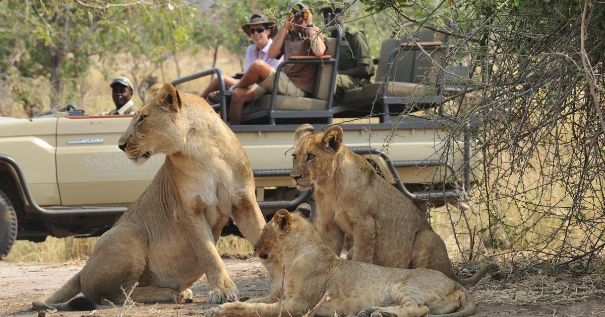1 YEAR SAFARI RANGER PROGRAM: The career opportunity of a lifetime...!!!