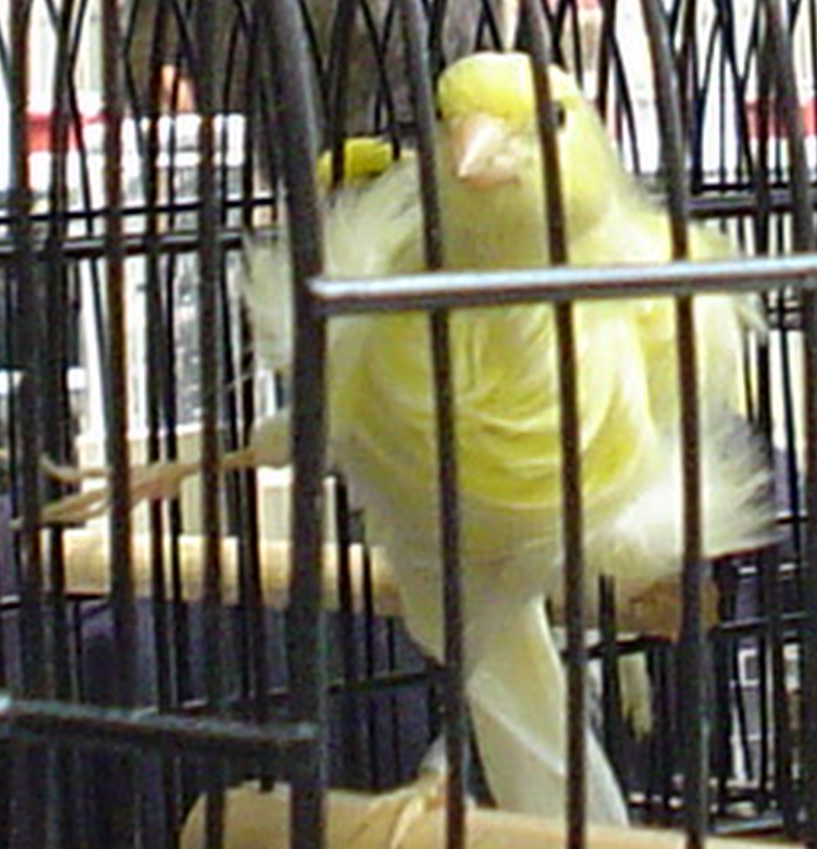 LOS CANARIOS DE POSTURA: Canarios Rizados (2)