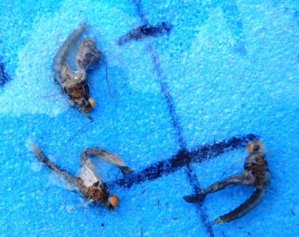 Mountains, Rivers, & Trout: October Summary: Fall Baetis Hatch (& Some ...