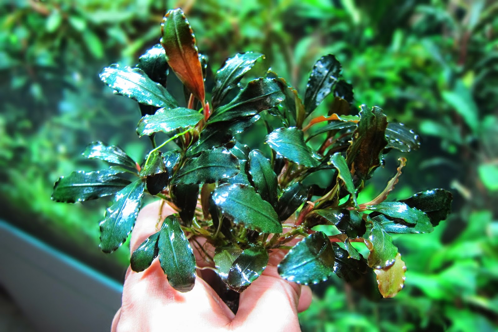 Bucephalandra : Bucephalandra sp. Silky Blue-1, Daerah Malawi