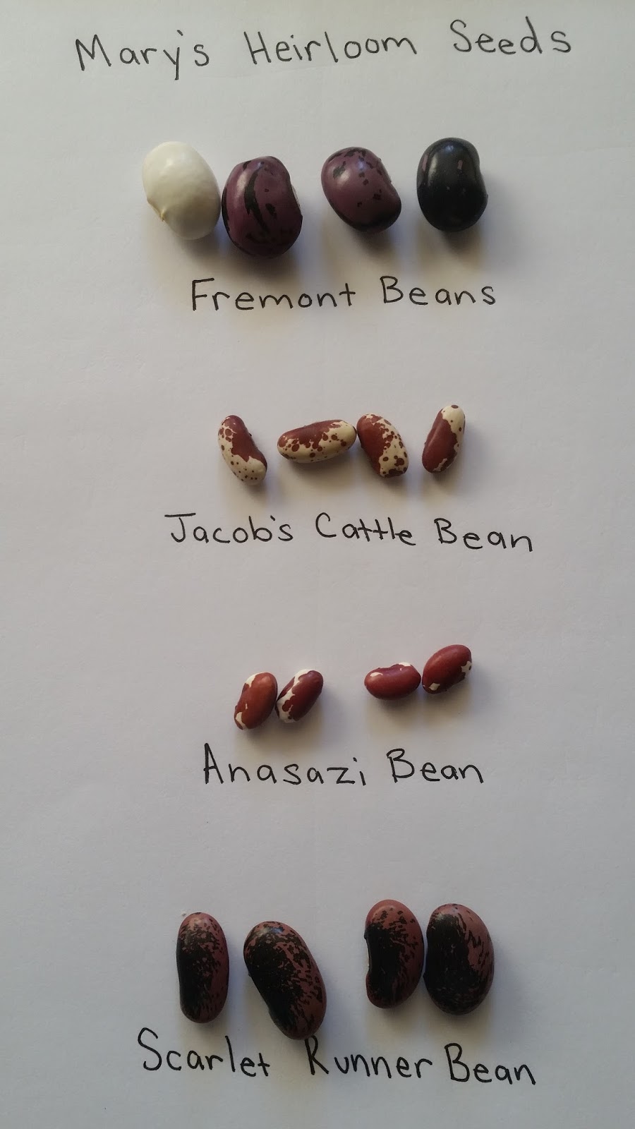 Back to the Basics!: Saving the Fremont Bean