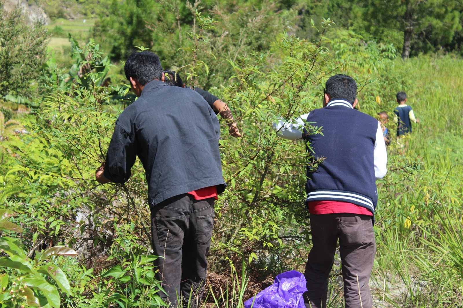 andaliman dan attarasa: andaliman bumbu orang batak