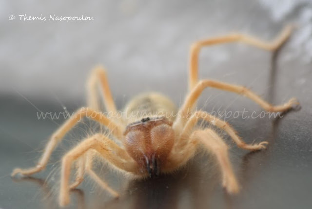 αγριολούλουδα του Ολύμπου: Solifugae στον Όλυμπο - Solifugae at Mt Olympus