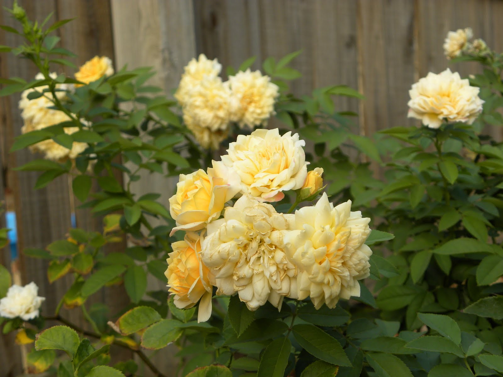 Red Dirt Roses: A New Hybrid Musk Rose - Jeri Jennings