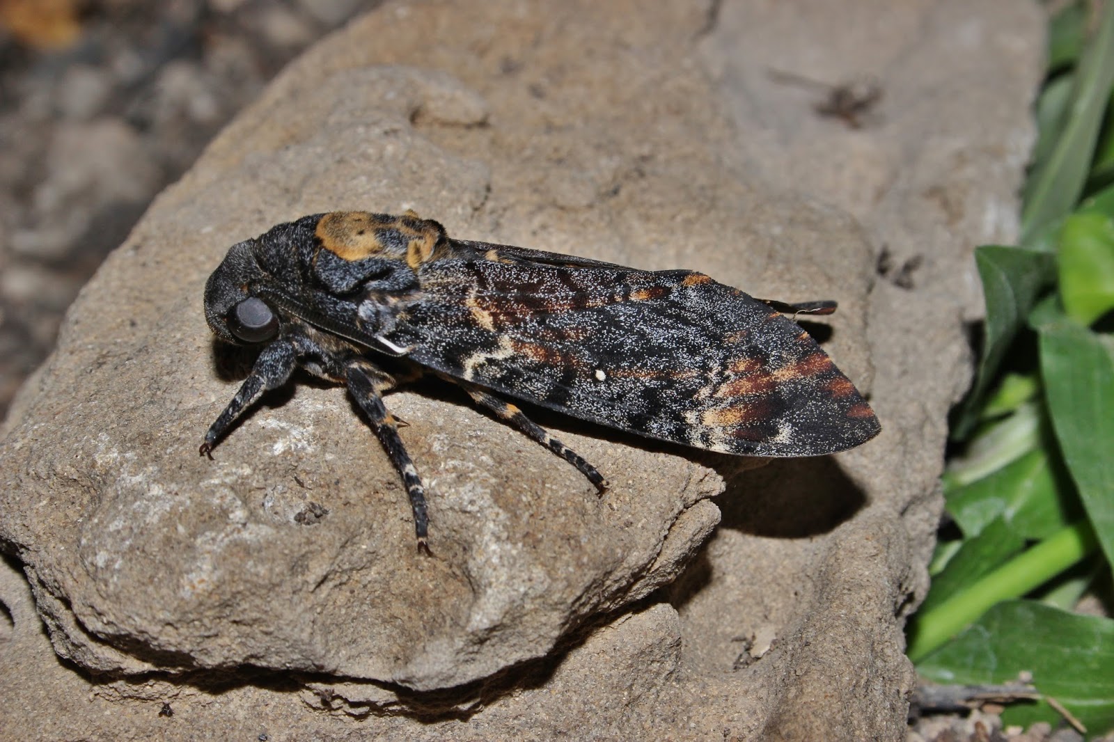 Biodiversity of Cyprus by NGO Protection of the Natural Heritage and ...