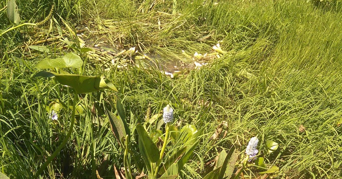 Flora Nativa de Entre Rios