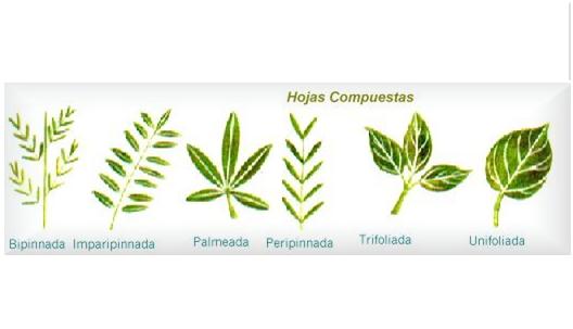 ECO - PANDILLA: ANATOMÍA VEGETAL