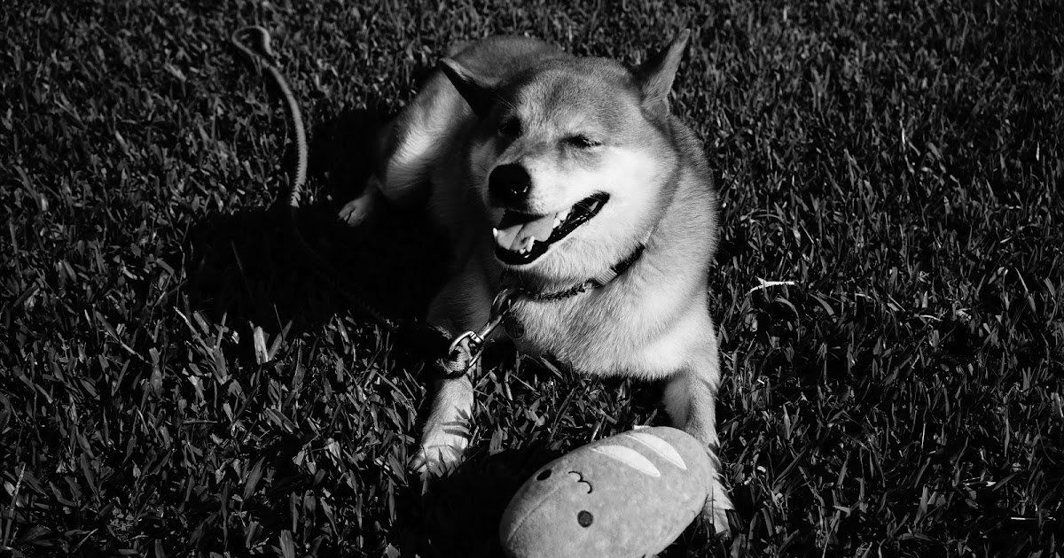 kuma's friend: Hachi 陽光下的自在