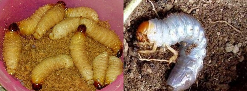 Umpan Murah Dan Spesial Untuk Memancing Ikan-Ikan Predator Air Tawar ...