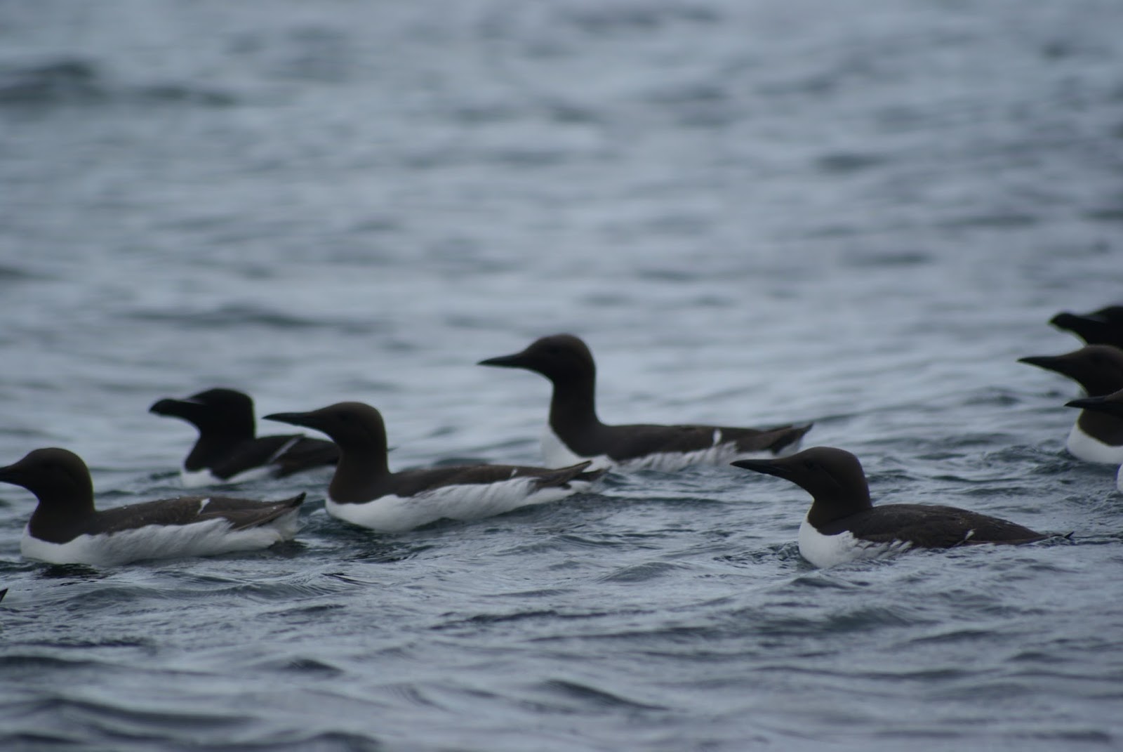 NI Bird Pics: Mervyn Campbell - Guillemot, Razorbill & Pied Wagtail