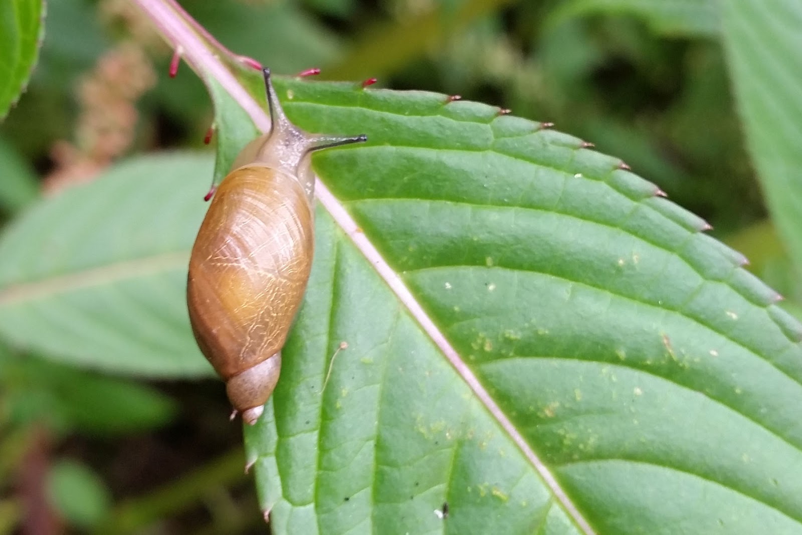 Wendy Tagg - The Natural History of Uckfield: Hempstead Meadows Local ...