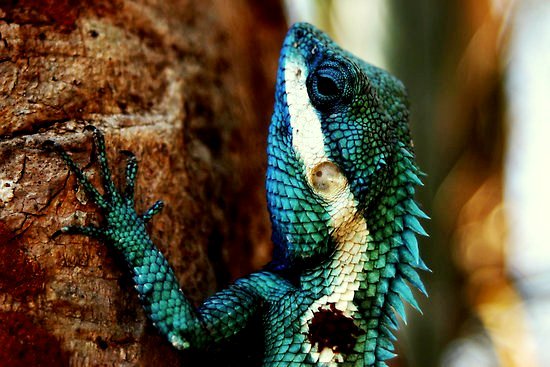 Tough skin.: Lizard Back Pack Tough skin.: Lizard Back Pack