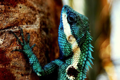 Tough skin.: Lizard Back Pack