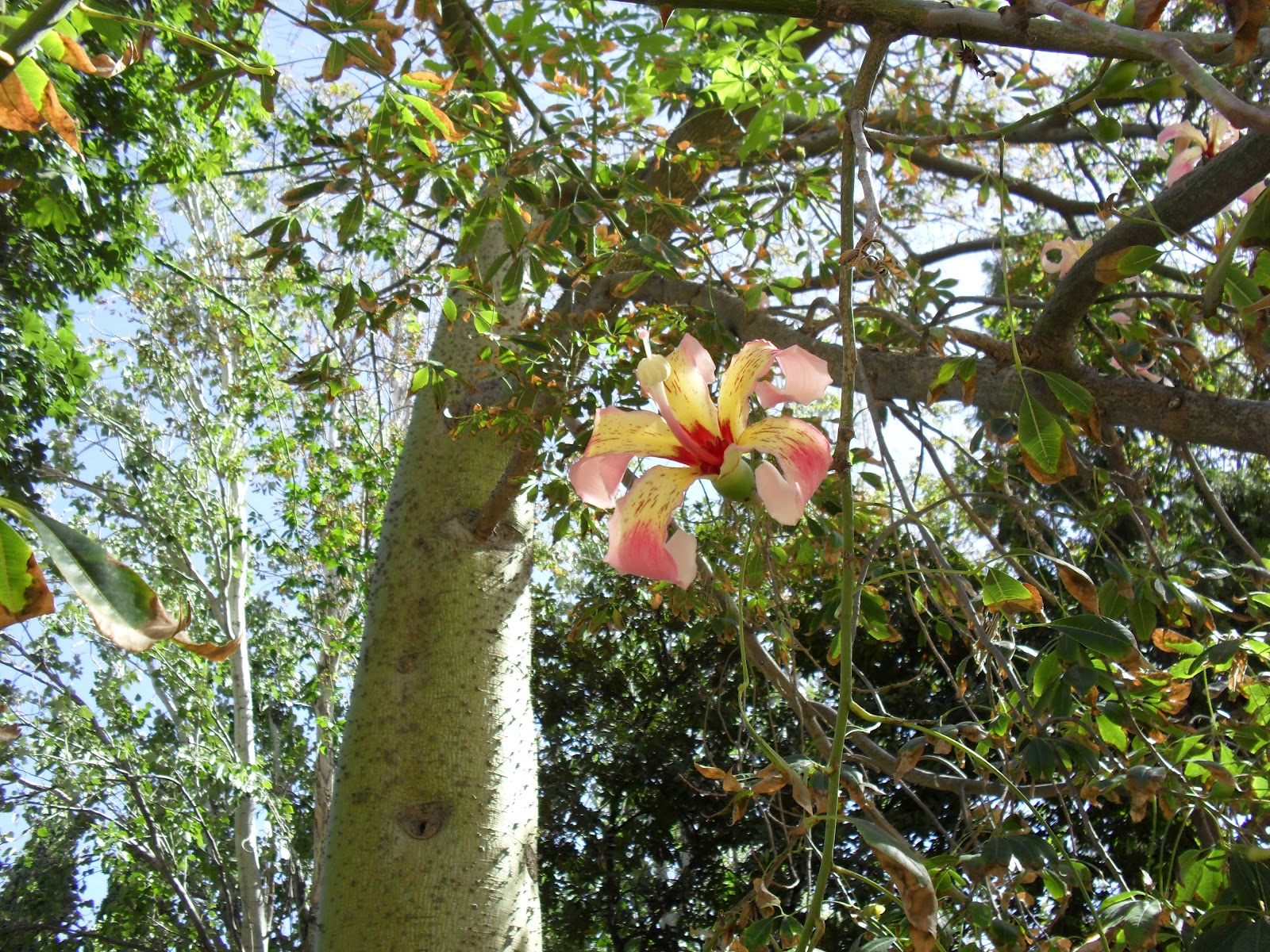 tercera persona: ARBOL BOTELLA , arbol de la lana, Palo rosado