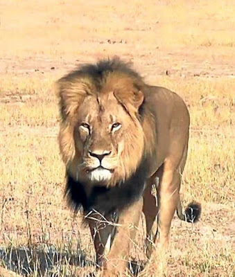 Linde5 - otro enfoque / noticias: Otra vez la caza: conocido león ...